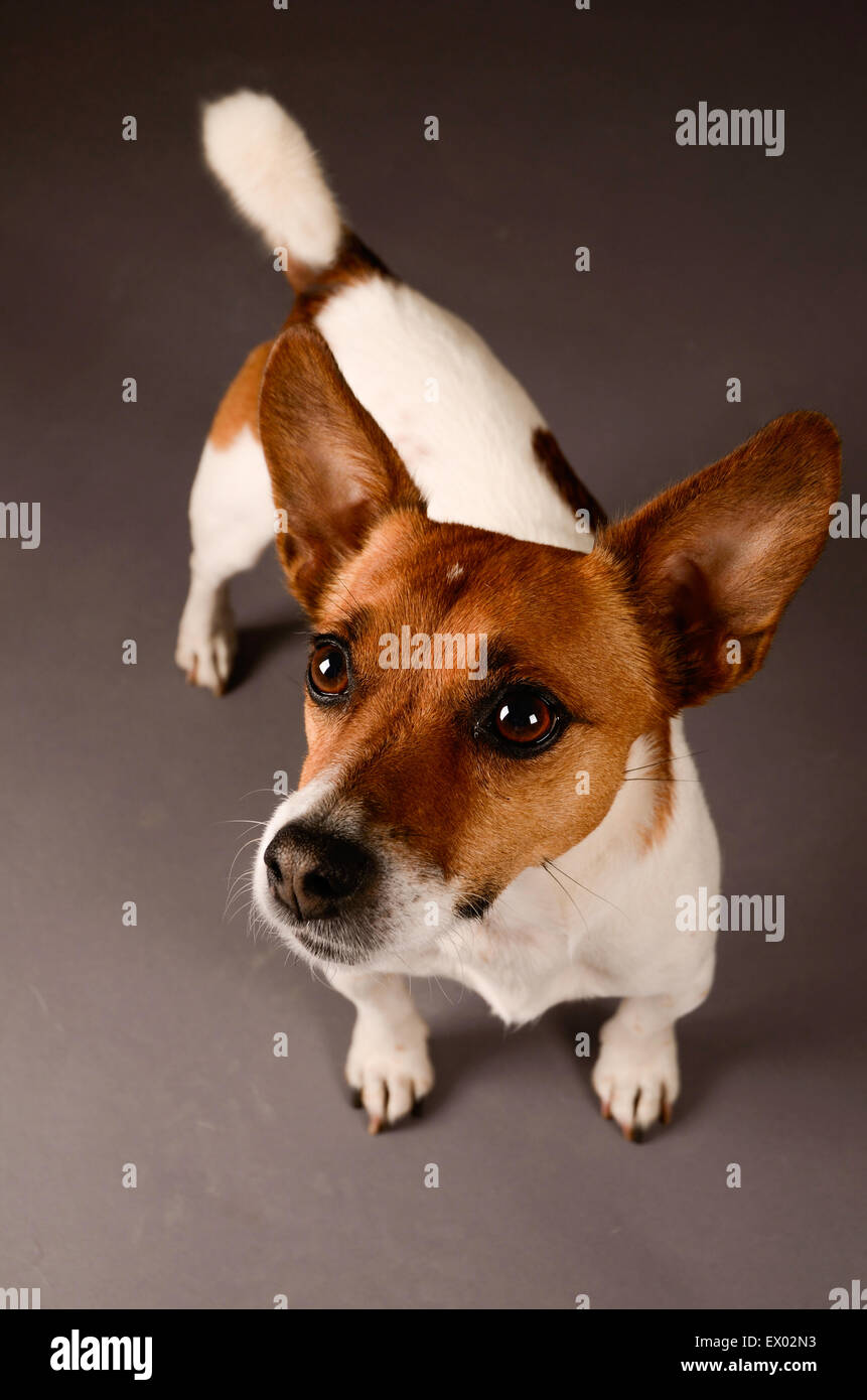 Jack Russell Terrier on a gray studio background Stock Photo - Alamy