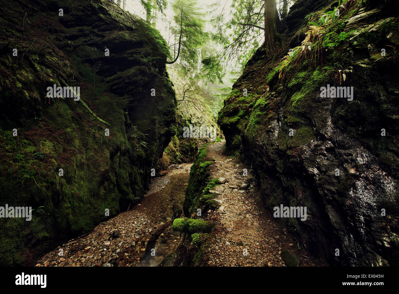 Rock stream gully in forest Stock Photo - Alamy