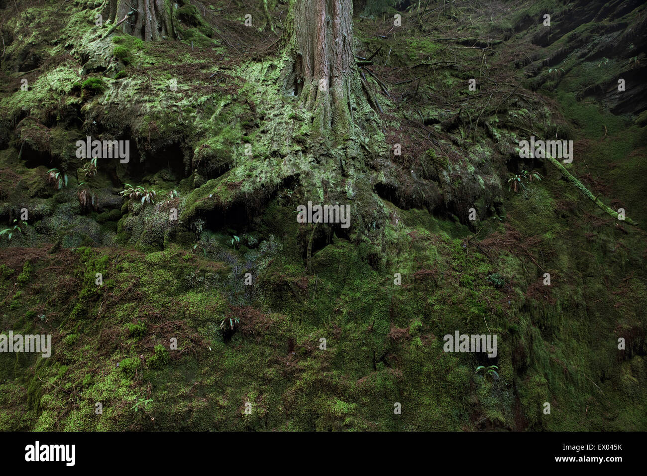 Forest tree roots covered in green lichen and moss Stock Photo - Alamy