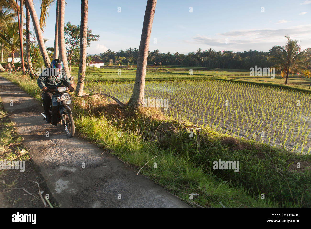 A man on a moded riding through the rice fields in Ubud, Bali Stock ...