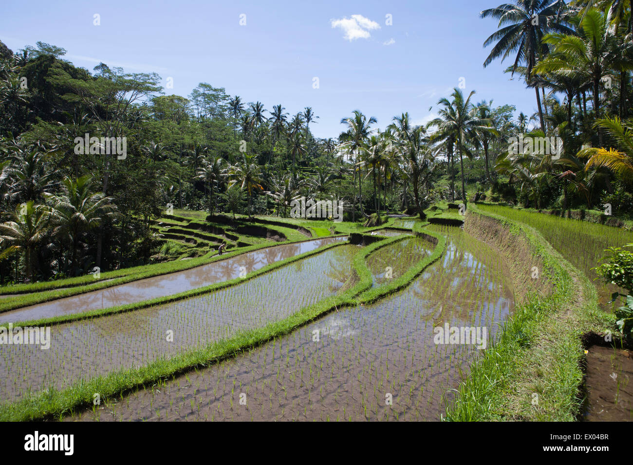 Rice Terraces, Bali, Indonesia Stock Photo - Alamy