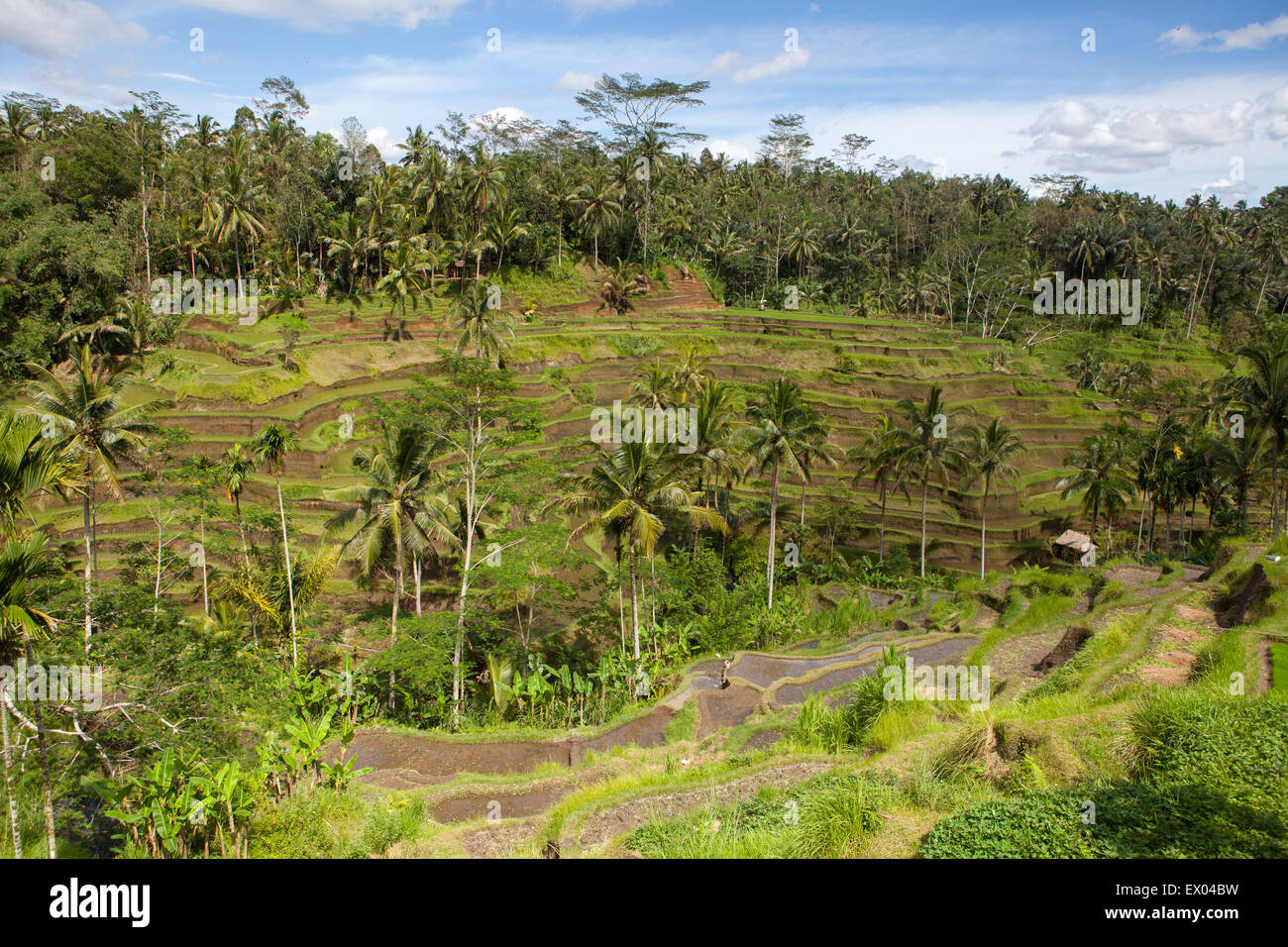 View of the rice fields in the Balinese town of Ubud, Bali, Indonesia ...