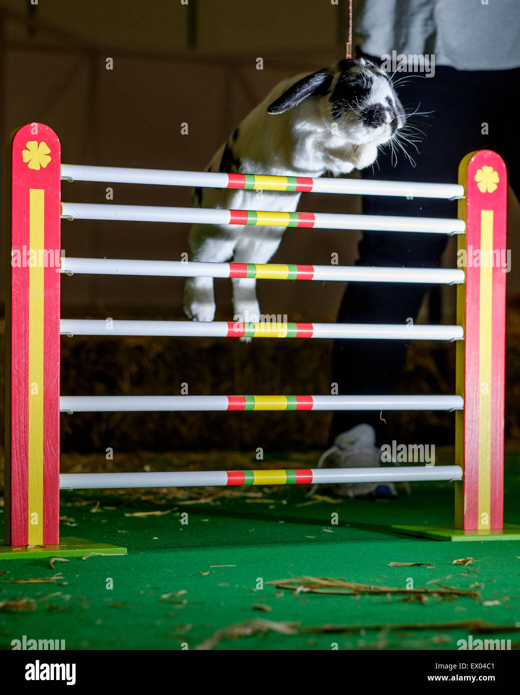 Leaping rabbit hi-res stock photography and images - Alamy