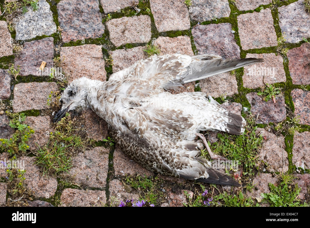 Dead bird hi-res stock photography and images - Alamy