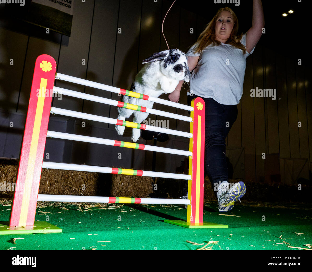 Rabbit show jumping hi-res stock photography and images - Alamy