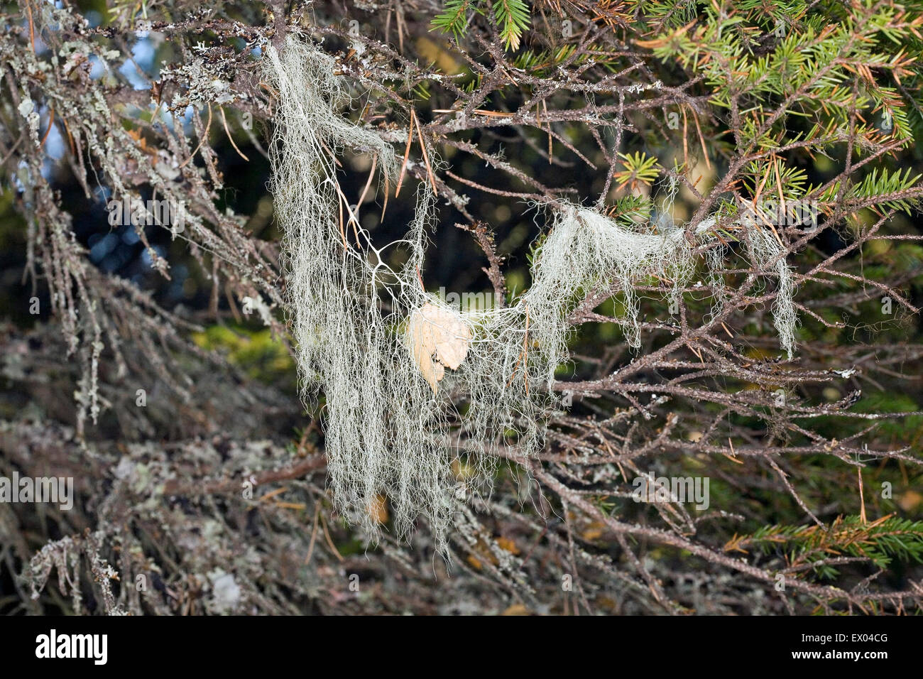 Usnea barbata hi-res stock photography and images - Alamy