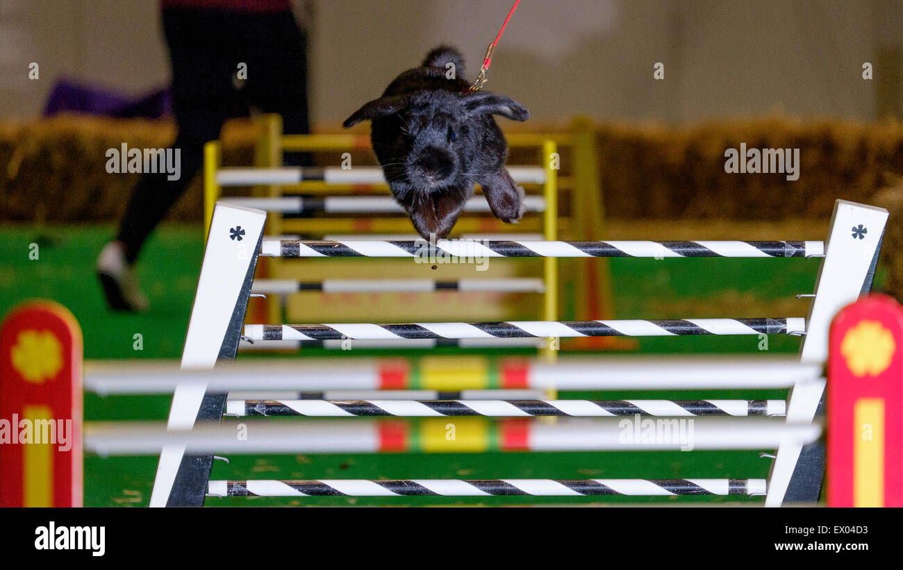 Leaping rabbit hi-res stock photography and images - Alamy