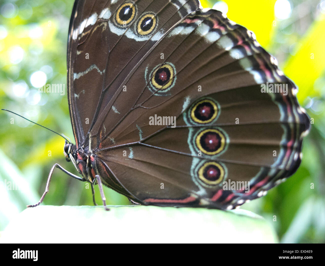 Owl butterfly, Caligo sp., in Amazon rainforest. Madidi Park, La Paz ...