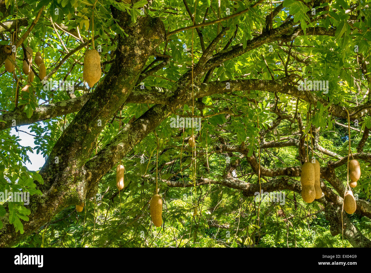 Sausage Tree In The Rainforest