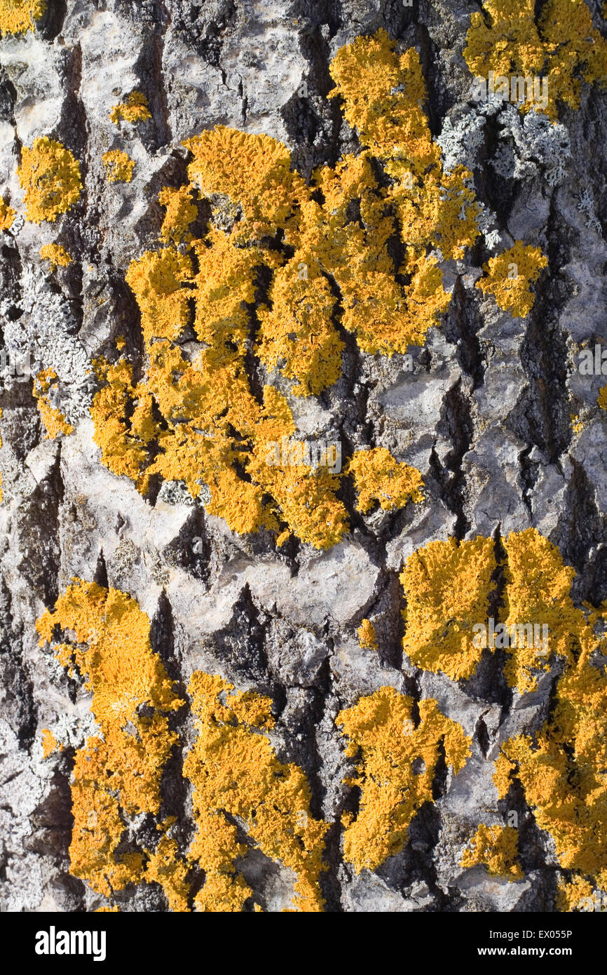 Aspen wood texture hi-res stock photography and images - Alamy