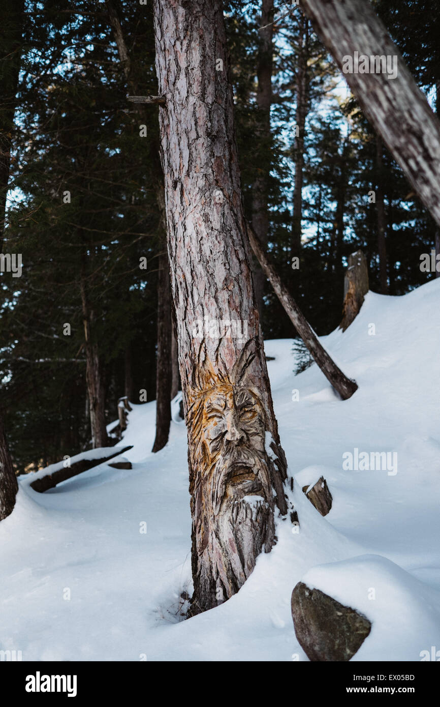 Weird Snow Tree Trunks