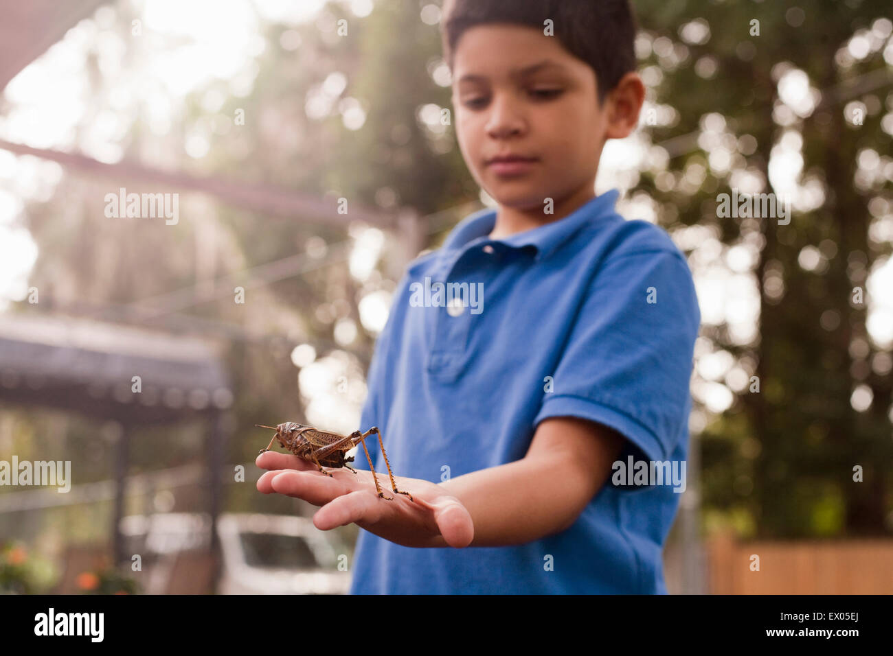 Boy observing grasshopper in garden Stock Photo - Alamy