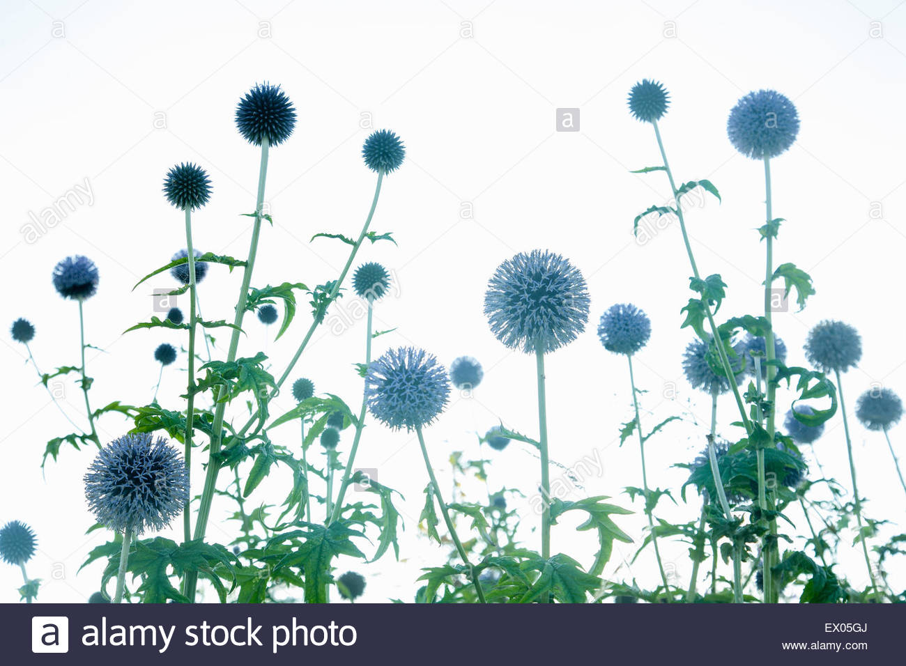 Plant Blue Thistle High Resolution Stock Photography and Images - Alamy