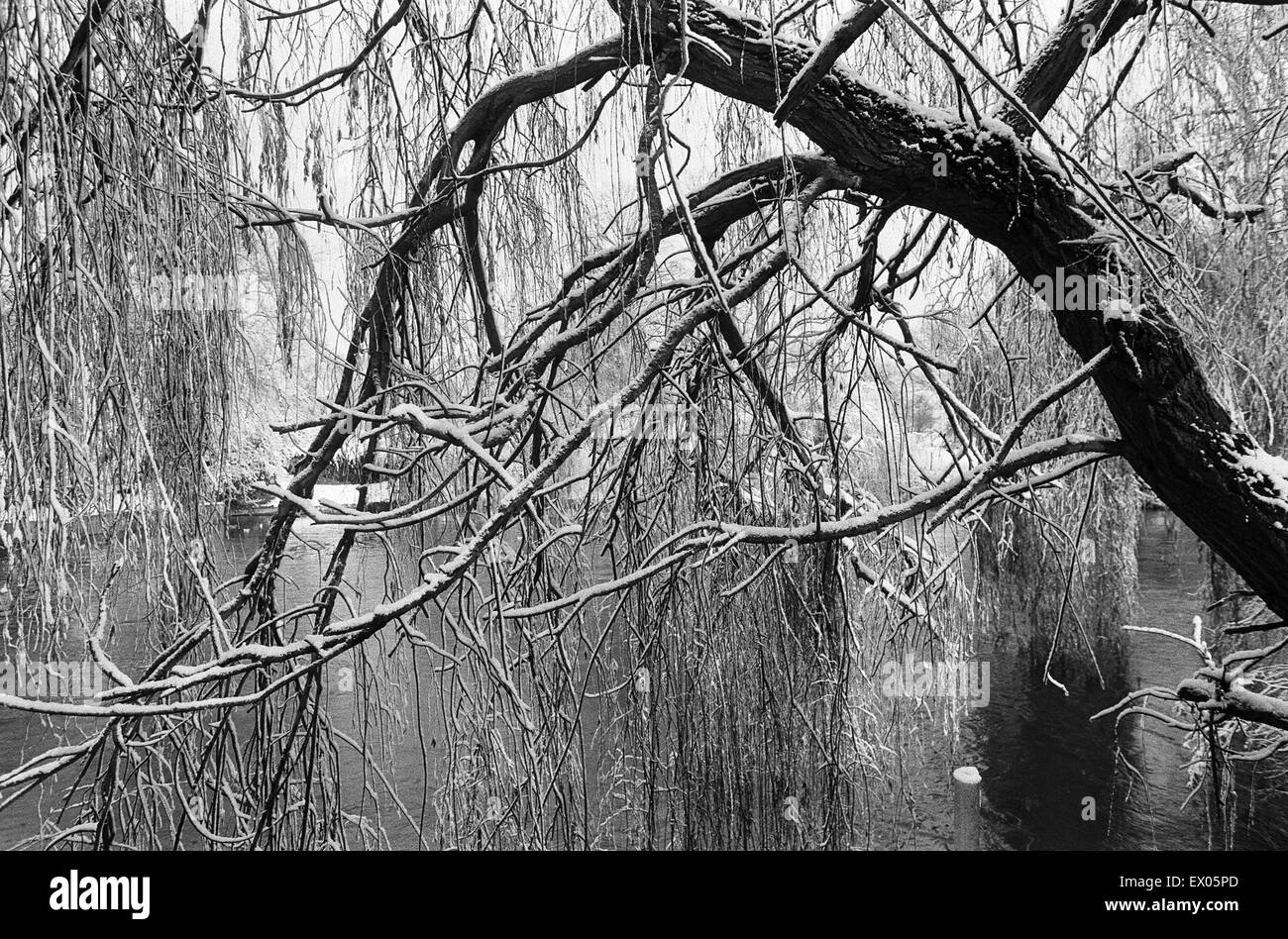 Snow scenes at Sonning, Berkshire. December 1981 Stock Photo - Alamy