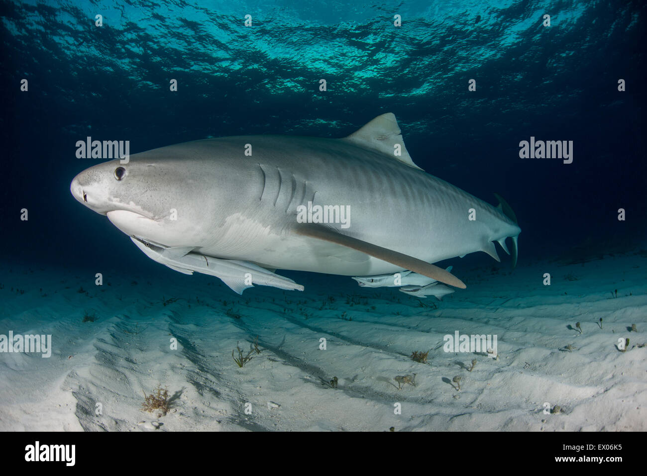 Tiger shark (Galeocerdo cuvier) swimming in the shallow sand banks ...