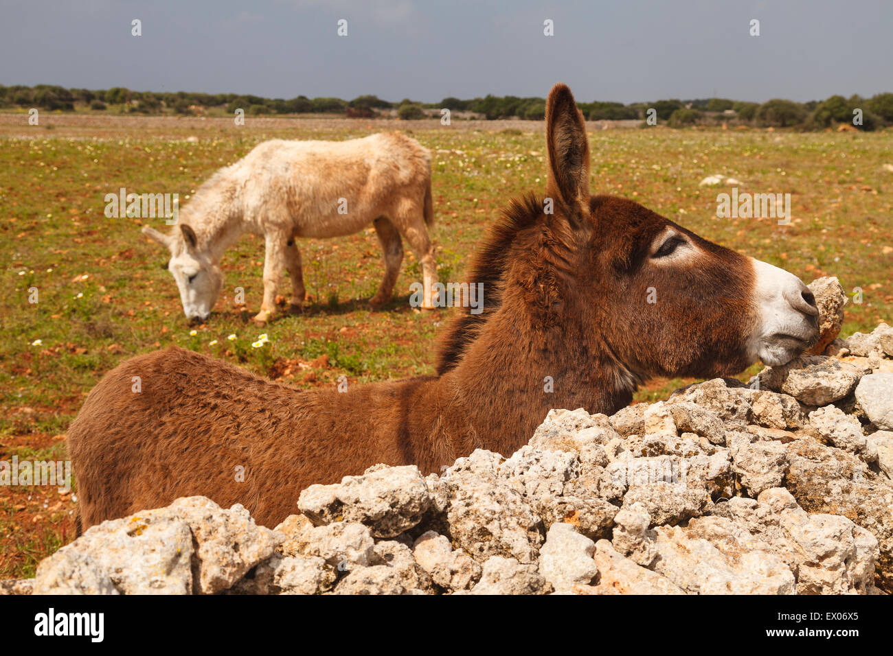 Animales de fauna hi-res stock photography and images - Alamy