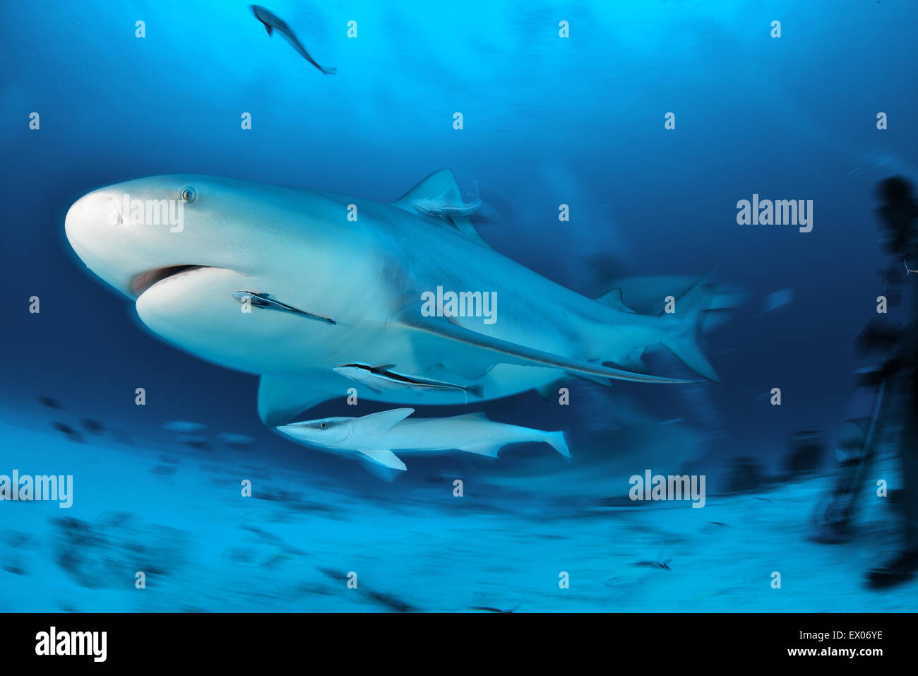 Bull sharks migrate yucatan peninsula central america winter months ...