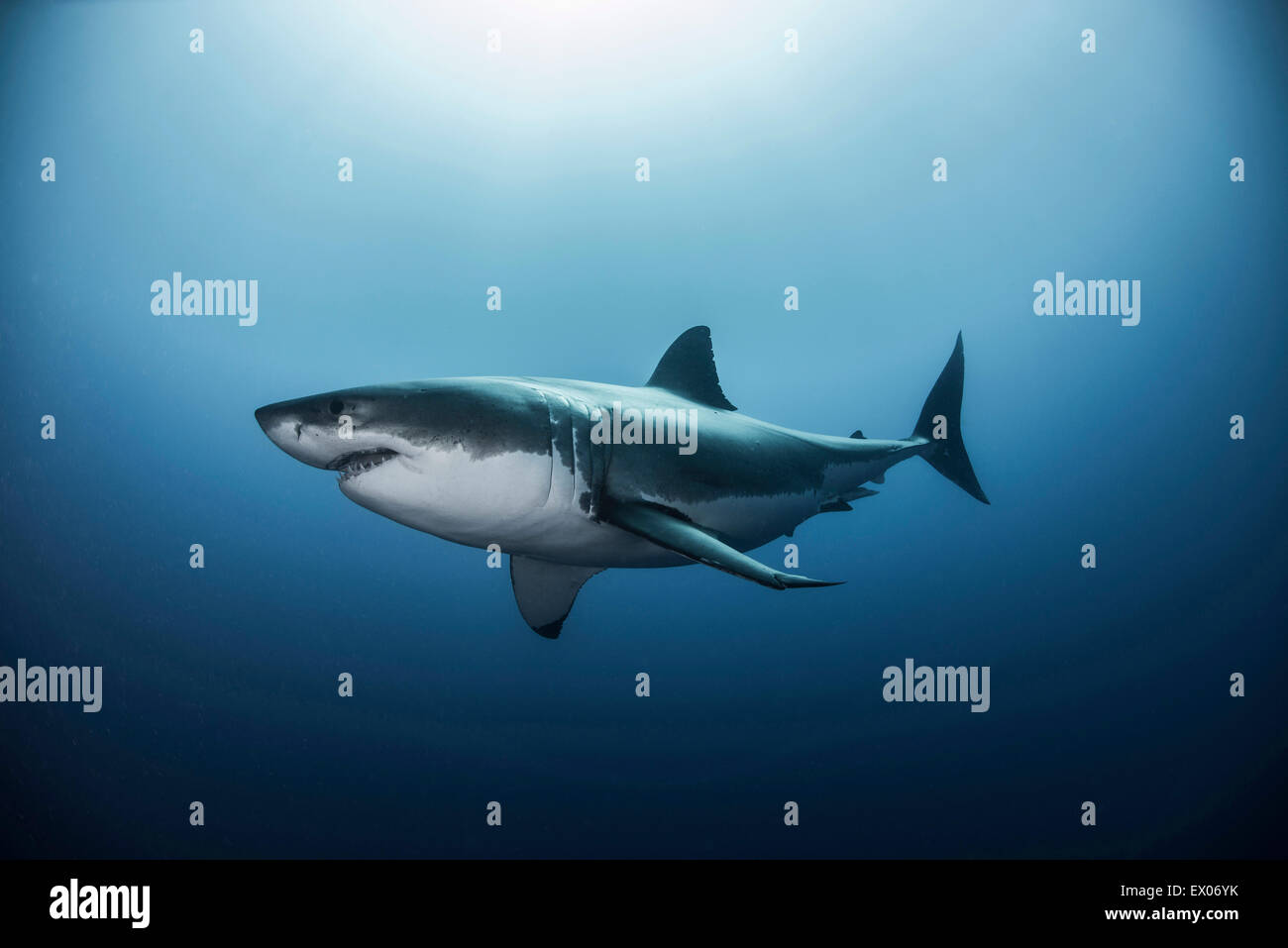 Great white shark (Carcharodon carcharias) swimming in Pacific ocean ...