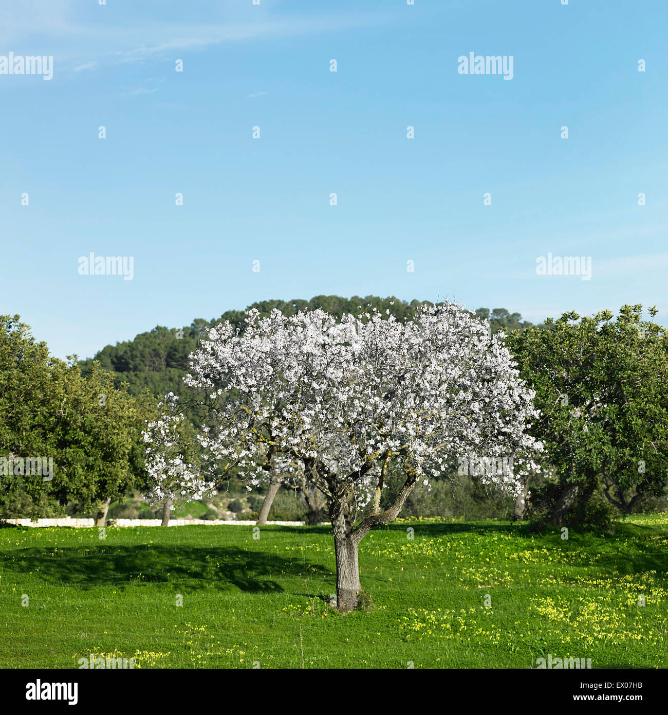 Mallorca species hi-res stock photography and images - Alamy