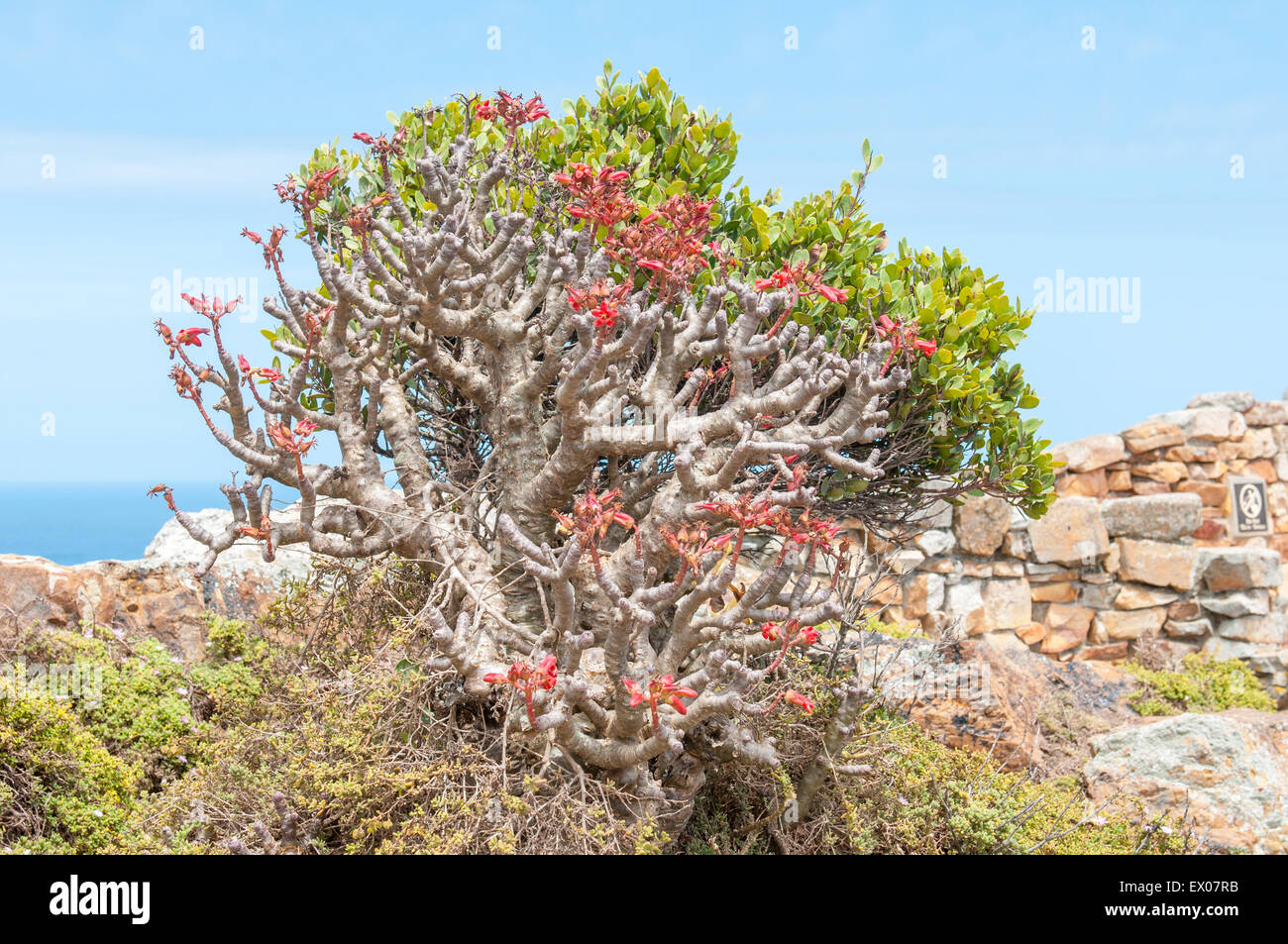 Flowers of a botterboom or butter tree, Tylecodon paniculatus, a ...