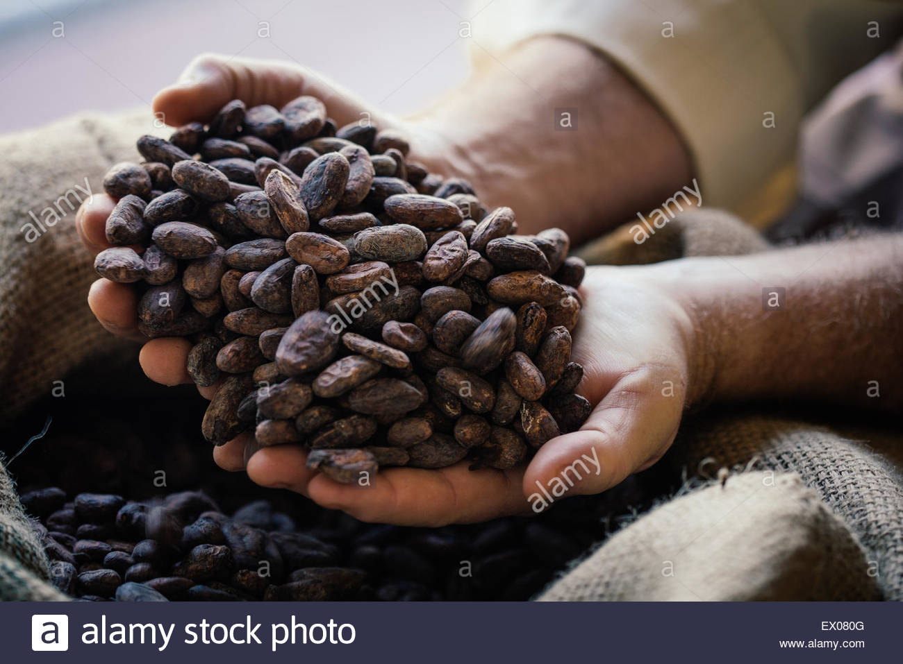 Cocoa Beans And Hands Stock Photos & Cocoa Beans And Hands Stock Images ...