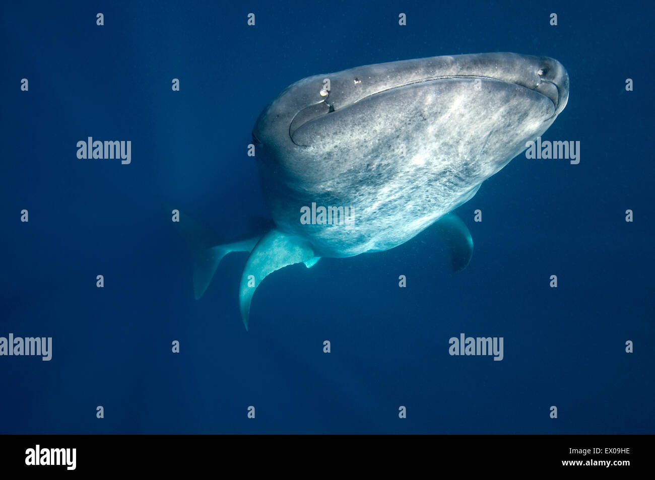 Hundreds of sharks hi-res stock photography and images - Alamy