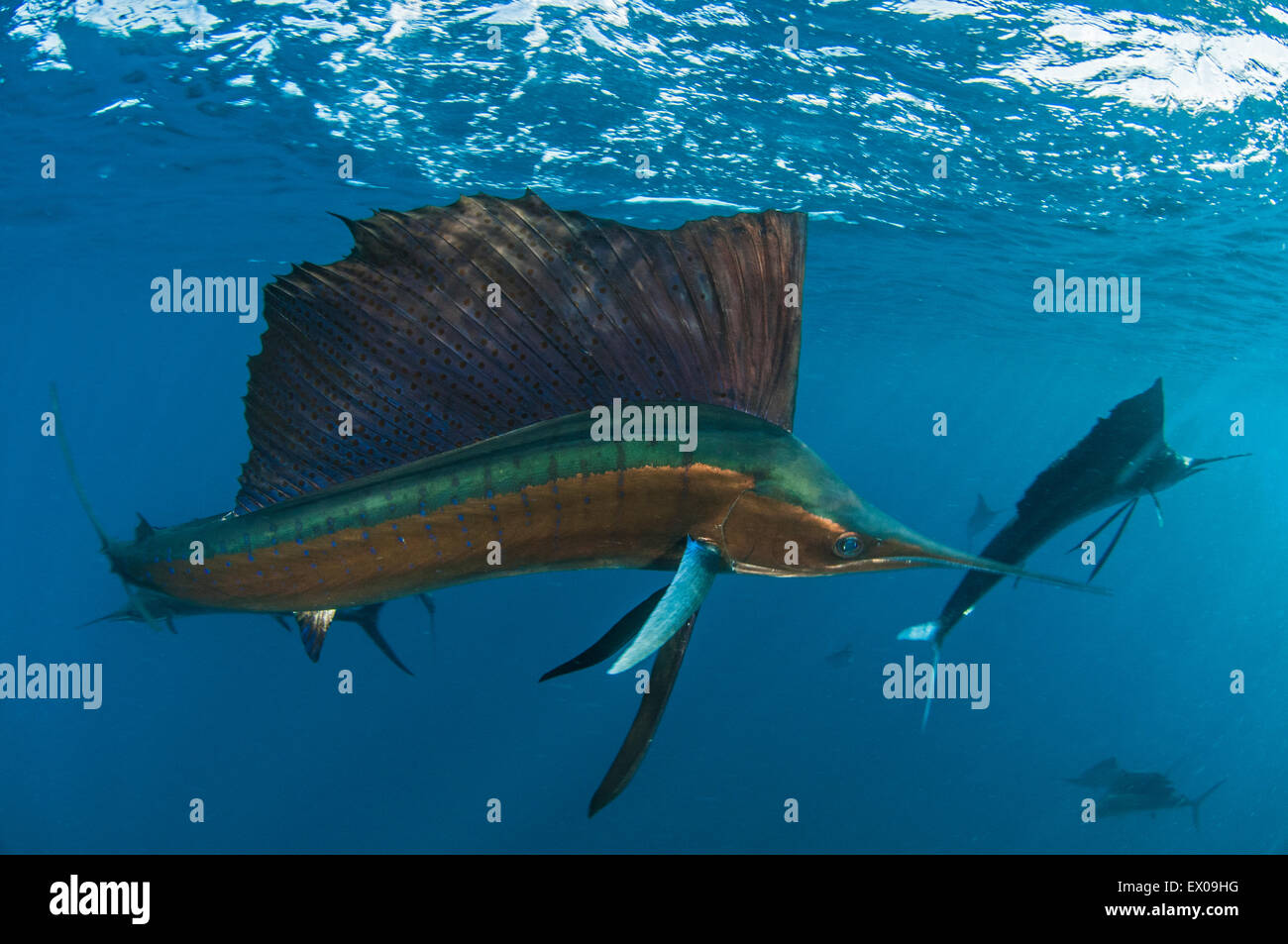 Istiophorus albicans hi-res stock photography and images - Alamy