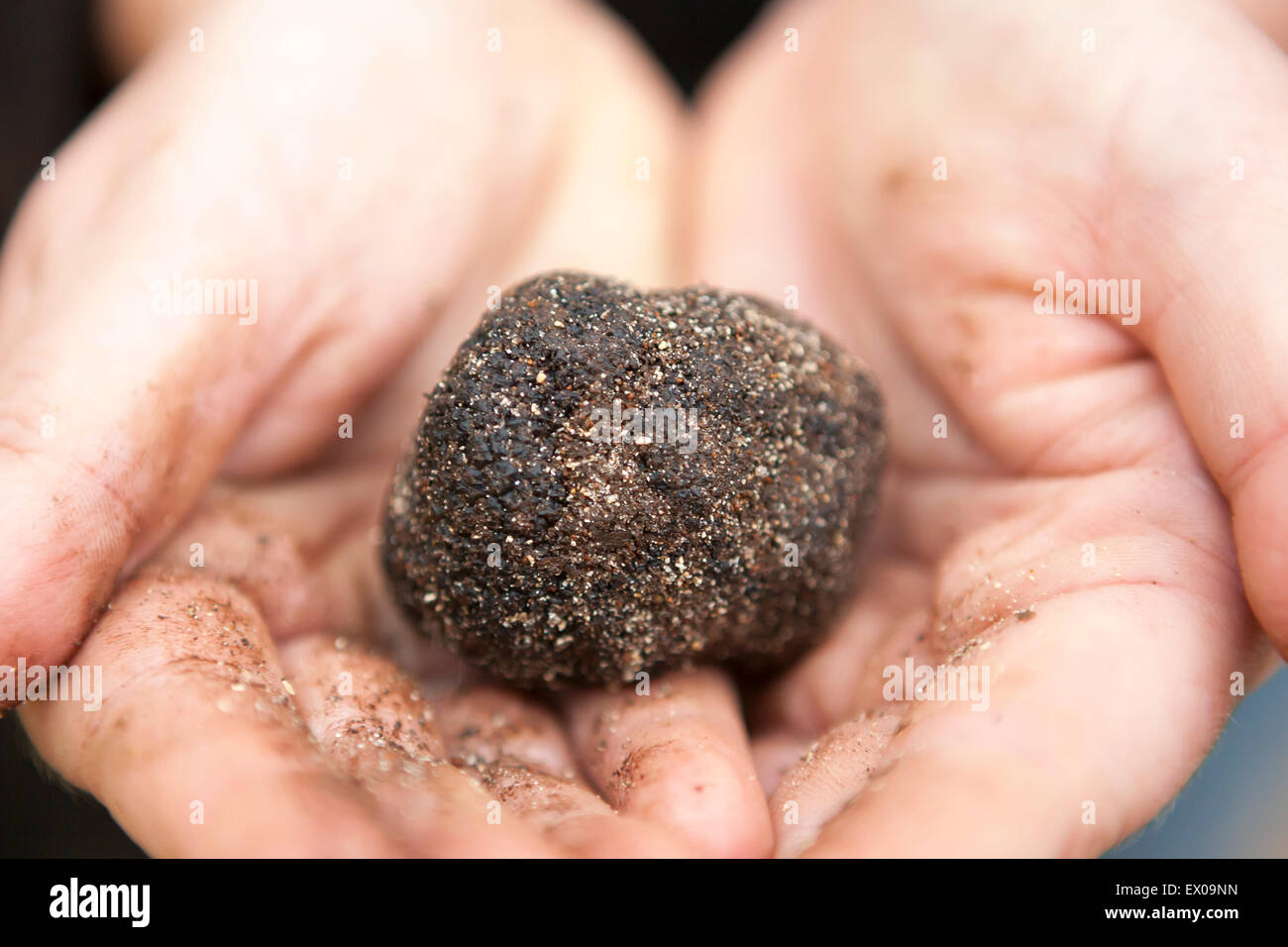 Australian Truffle High Resolution Stock Photography and Images - Alamy