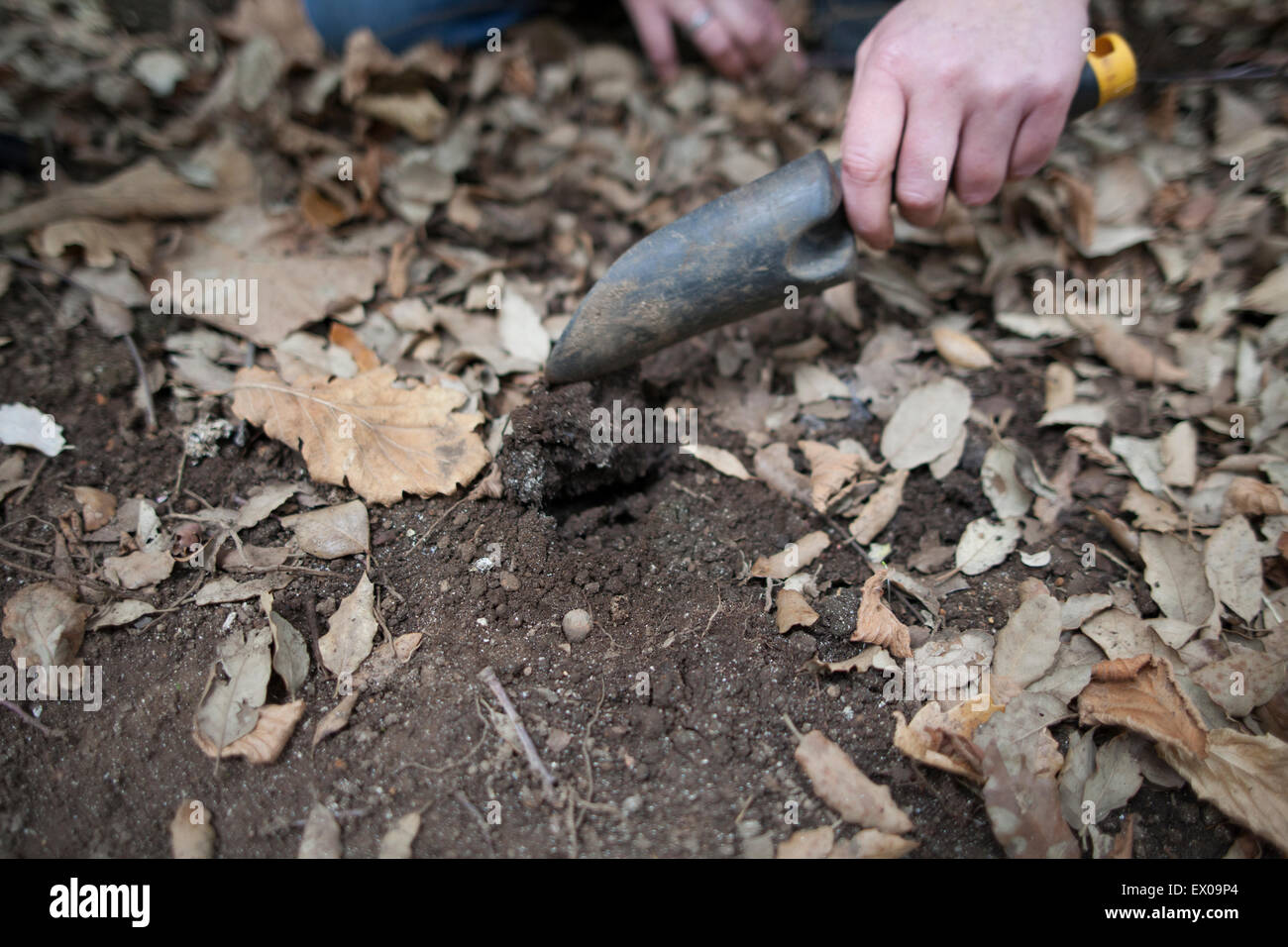 Australian truffle industry hi-res stock photography and images - Alamy
