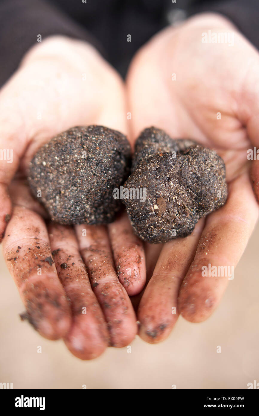 Australian truffle hi-res stock photography and images - Alamy