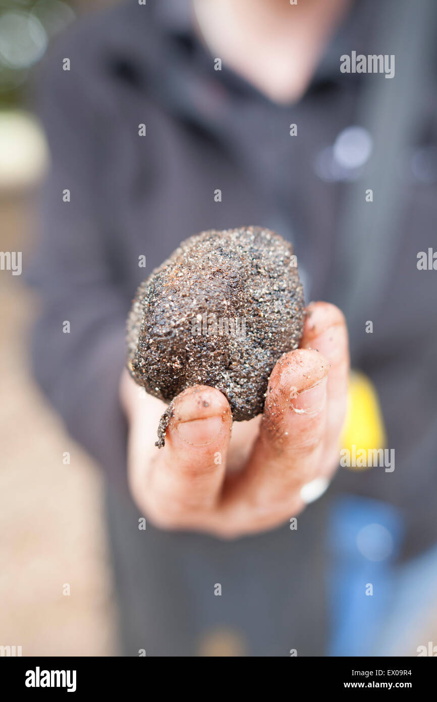 Australian edible mushroom hi-res stock photography and images - Alamy