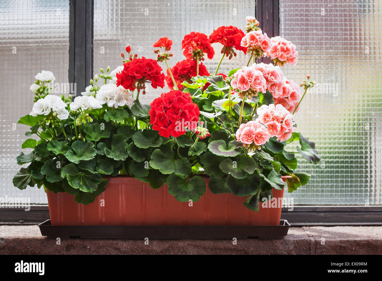 Pelargonium windowsill hi-res stock photography and images - Alamy
