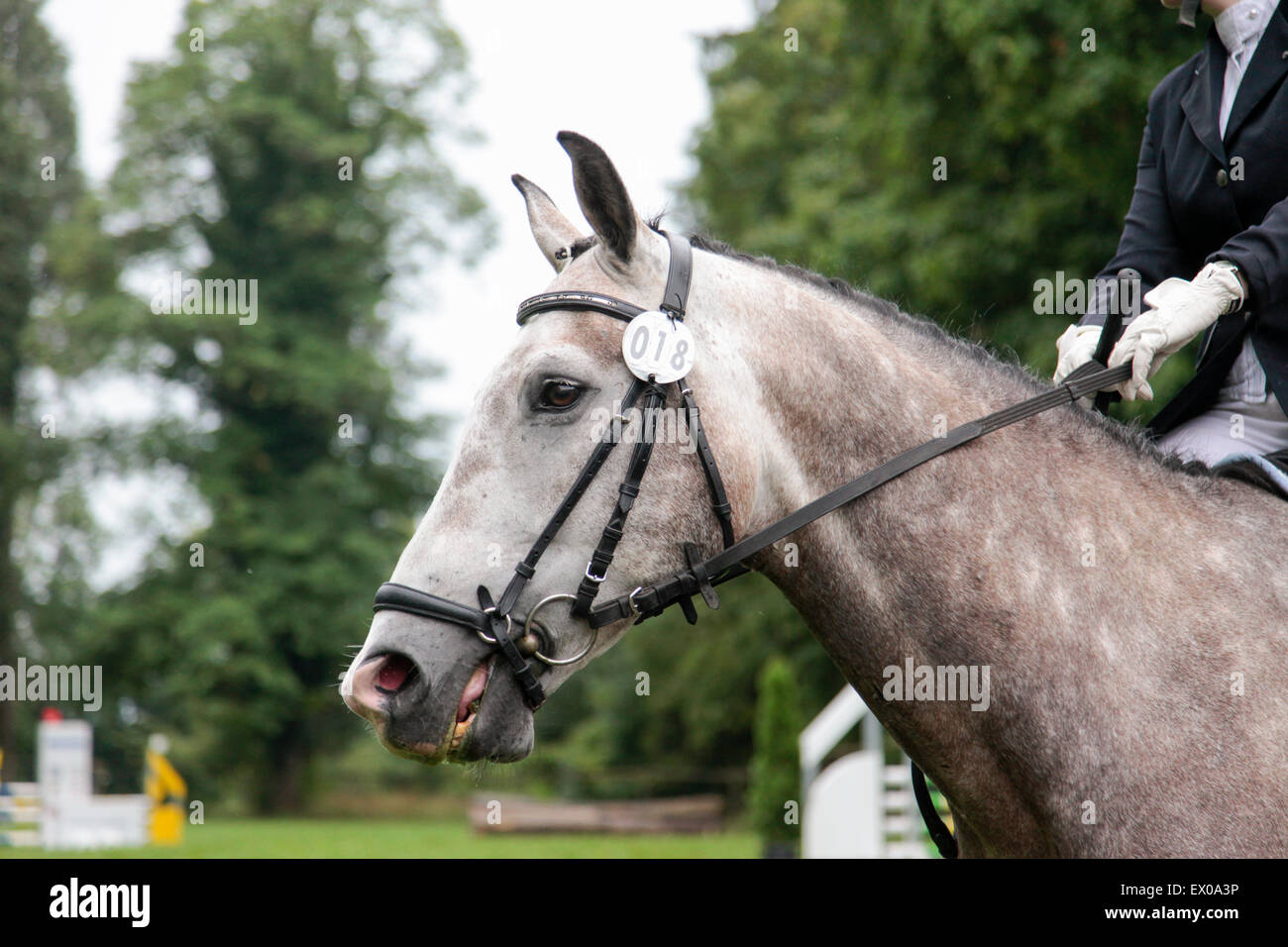 Horse in show jumping event Stock Photo - Alamy