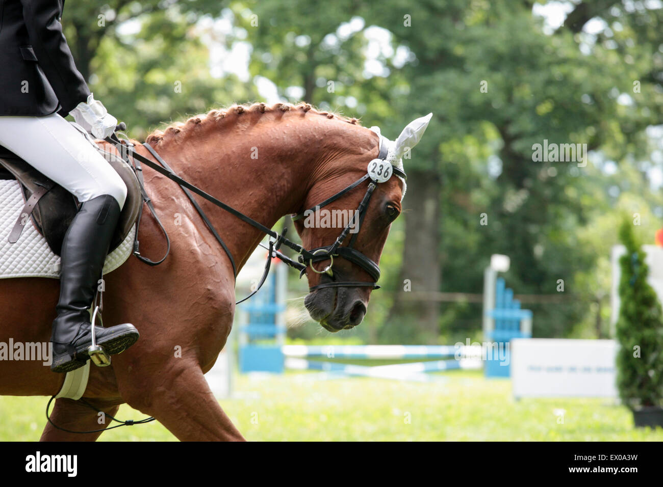 Horse and rider in show jumping event Stock Photo - Alamy