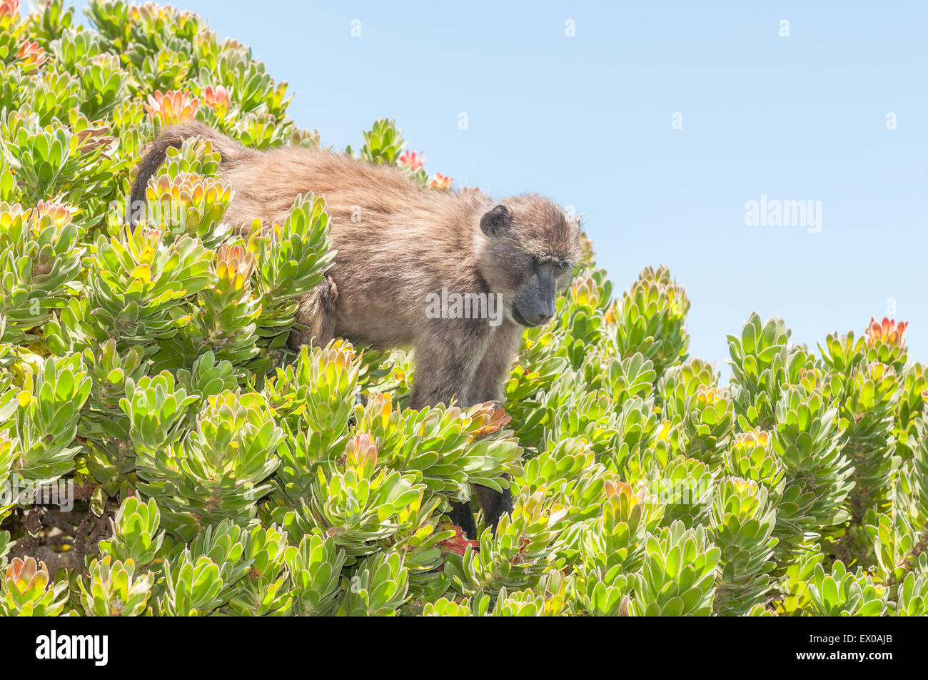 Chacma baboon (Papio ursinus), also known as the Cape baboon, in a ...