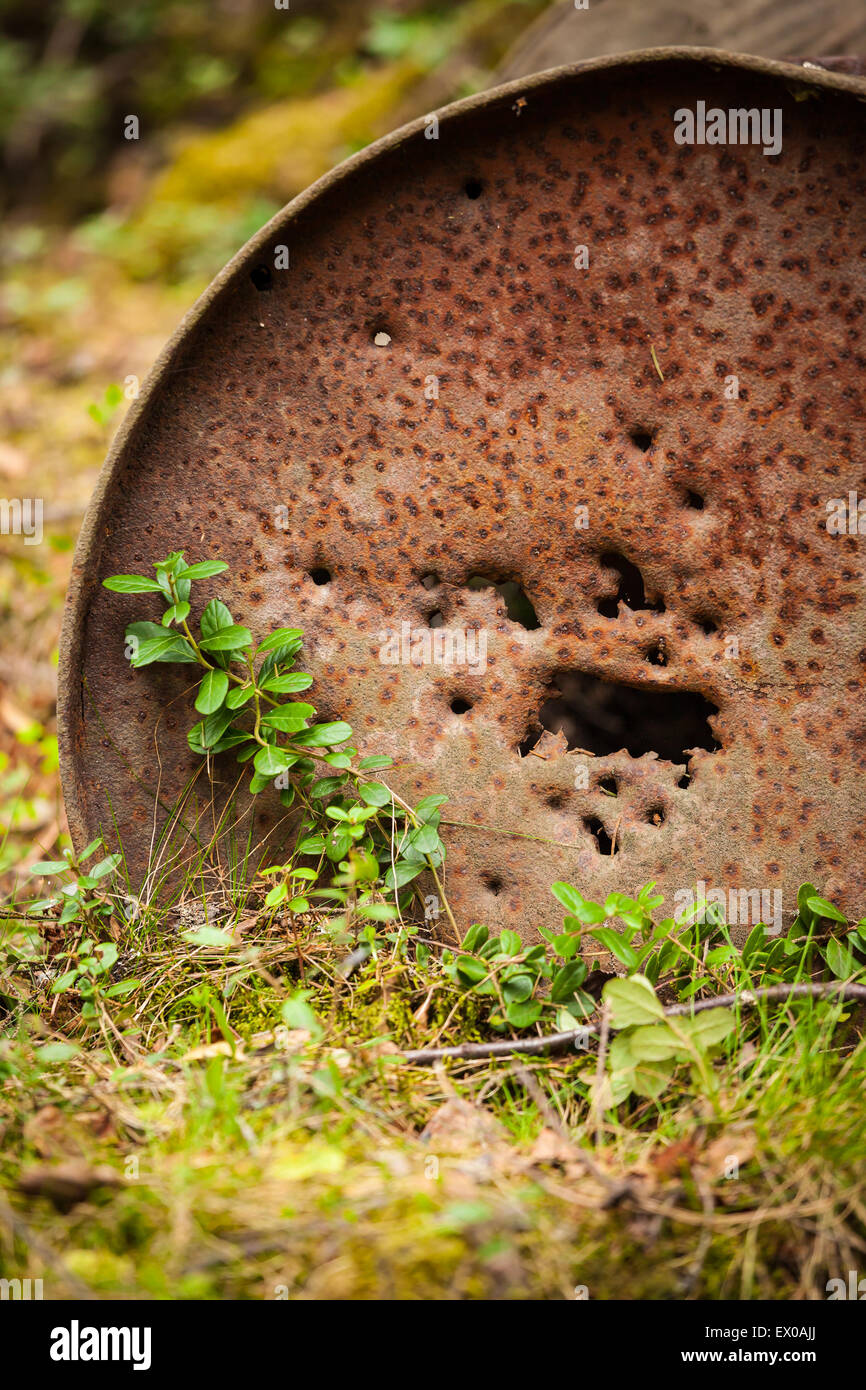 Rusty oil barrel in forest Stock Photo - Alamy