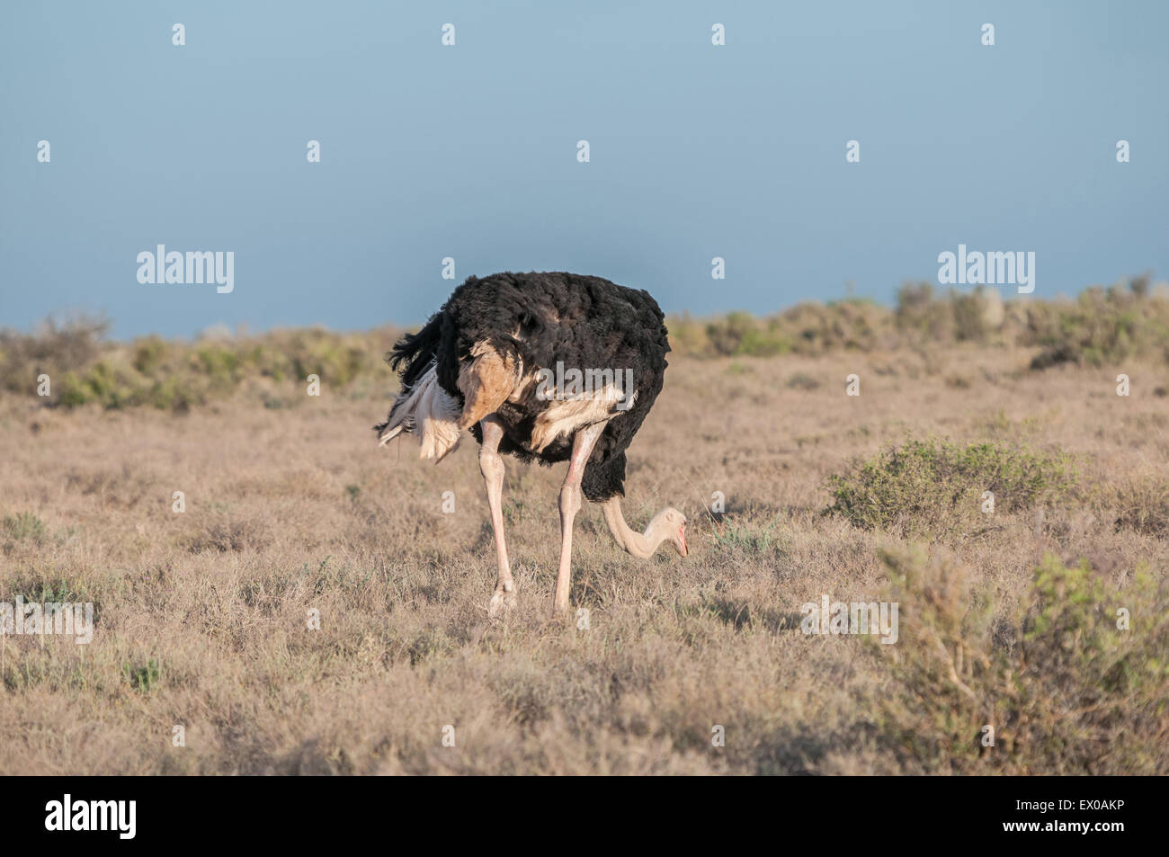 Ostrich (Struthio camelus) in the Karoo National Park of South Africa ...
