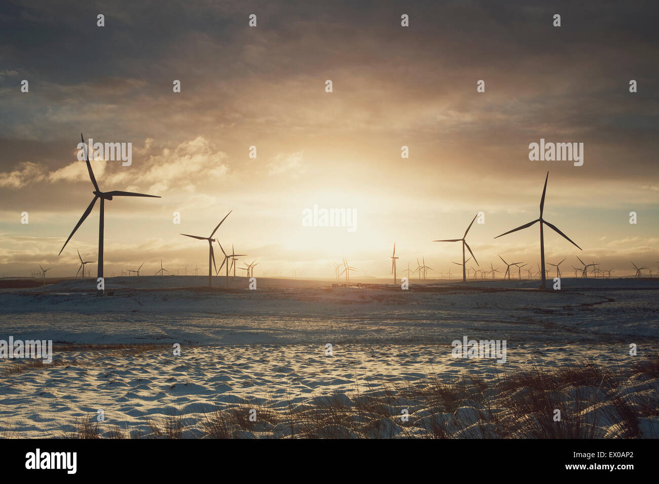 Wind turbines on sandy landscape, Ayrshire, Scotland Stock Photo - Alamy