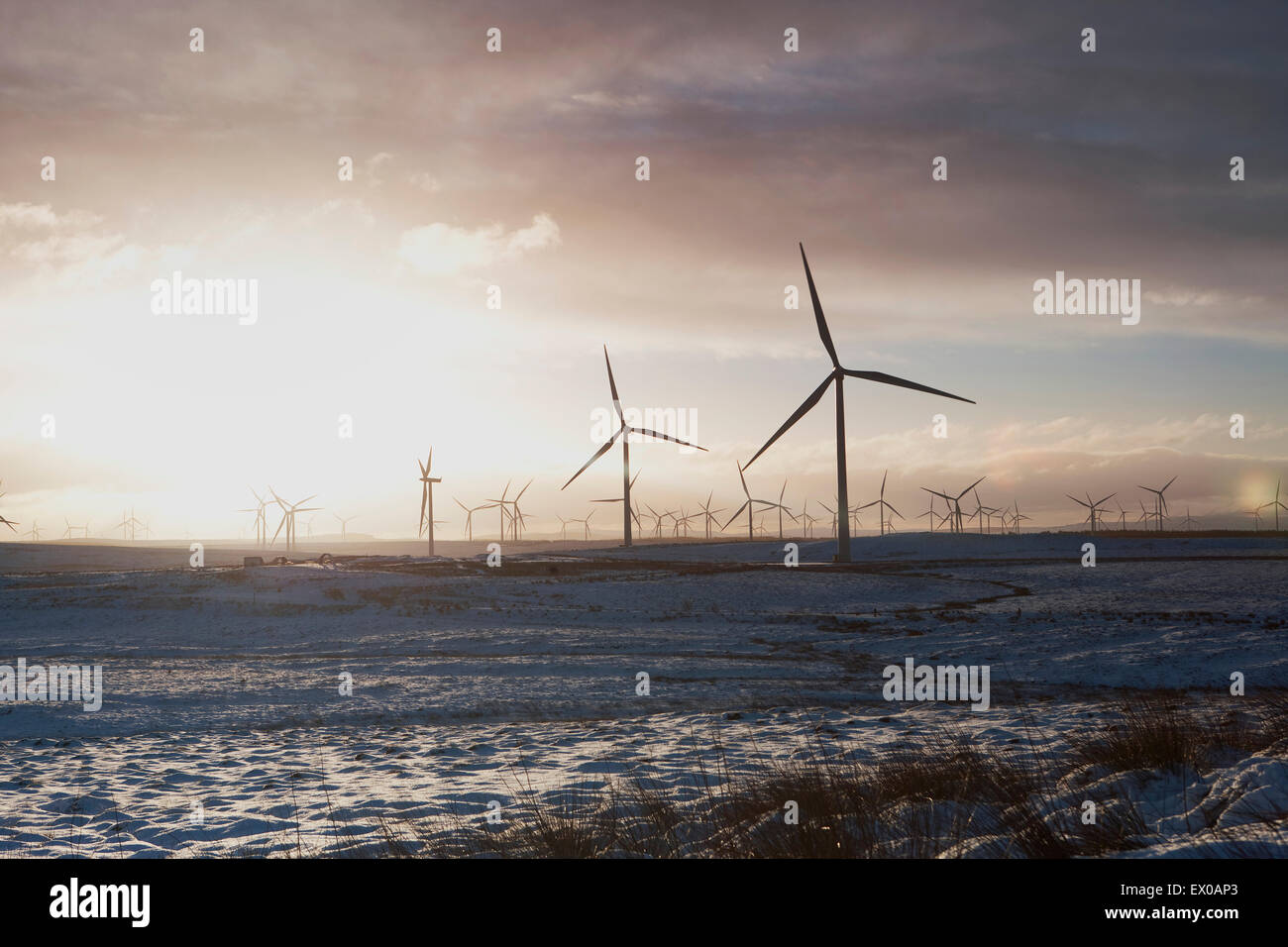 Wind turbines on sandy landscape, Ayrshire, Scotland Stock Photo - Alamy