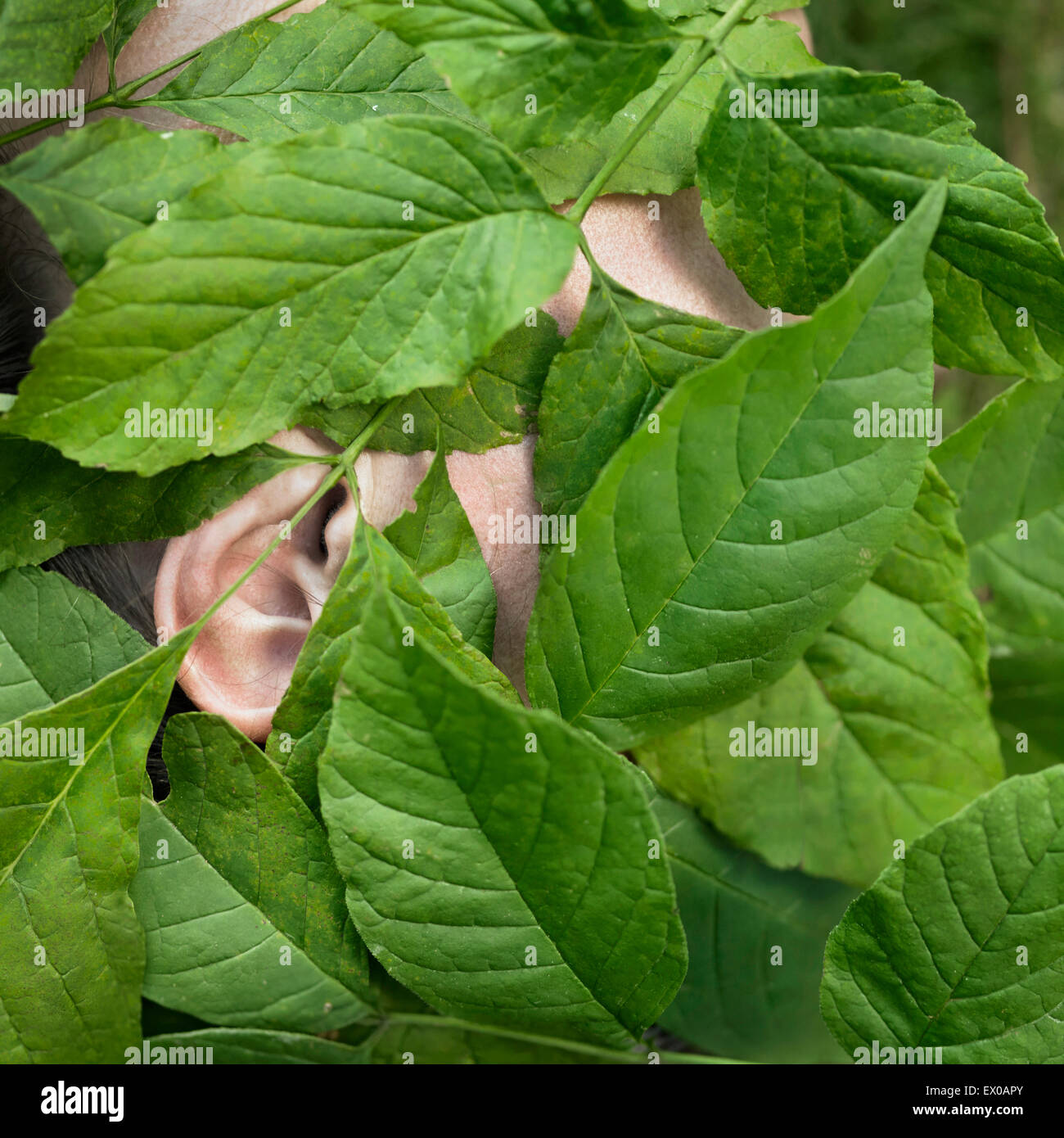 Person's ear through leaves, close up Stock Photo - Alamy