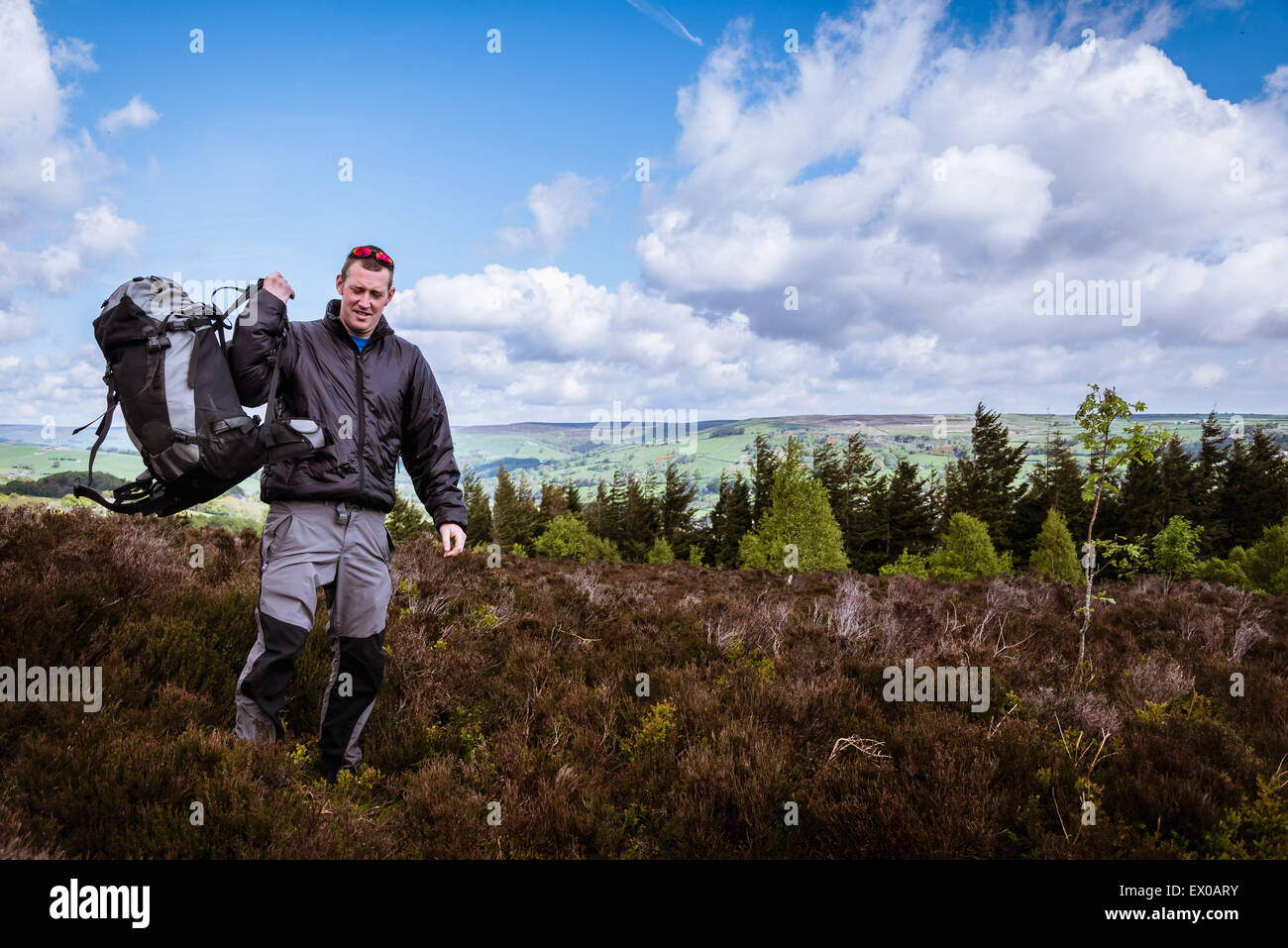 Male hiker lifting rucksack onto shoulder on heather moors, Pateley ...
