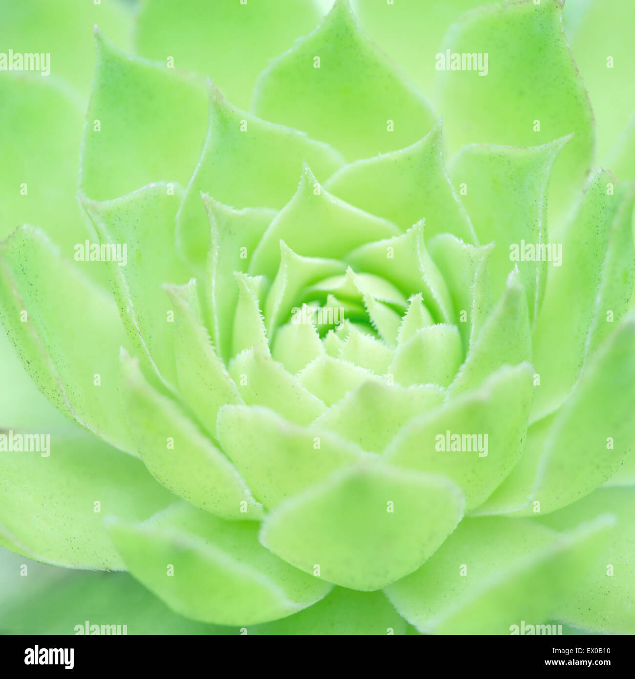Succulent leaf texture hi-res stock photography and images - Alamy