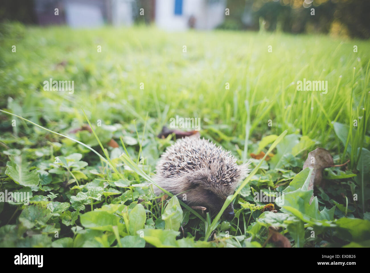 Hedgehog in garden Stock Photo - Alamy