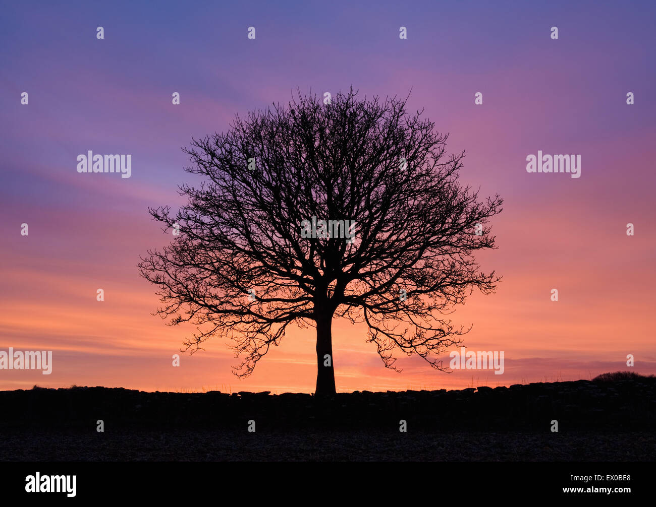 Silhouetted bare ash tree at sunset Stock Photo - Alamy