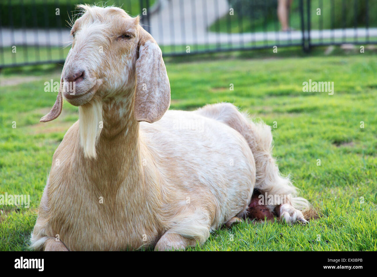 goats at farm Stock Photo - Alamy