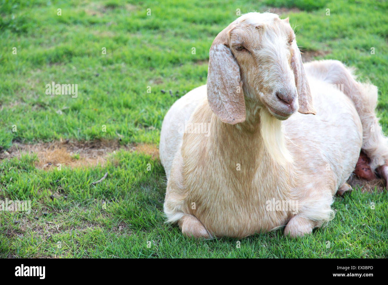 goats at farm Stock Photo - Alamy