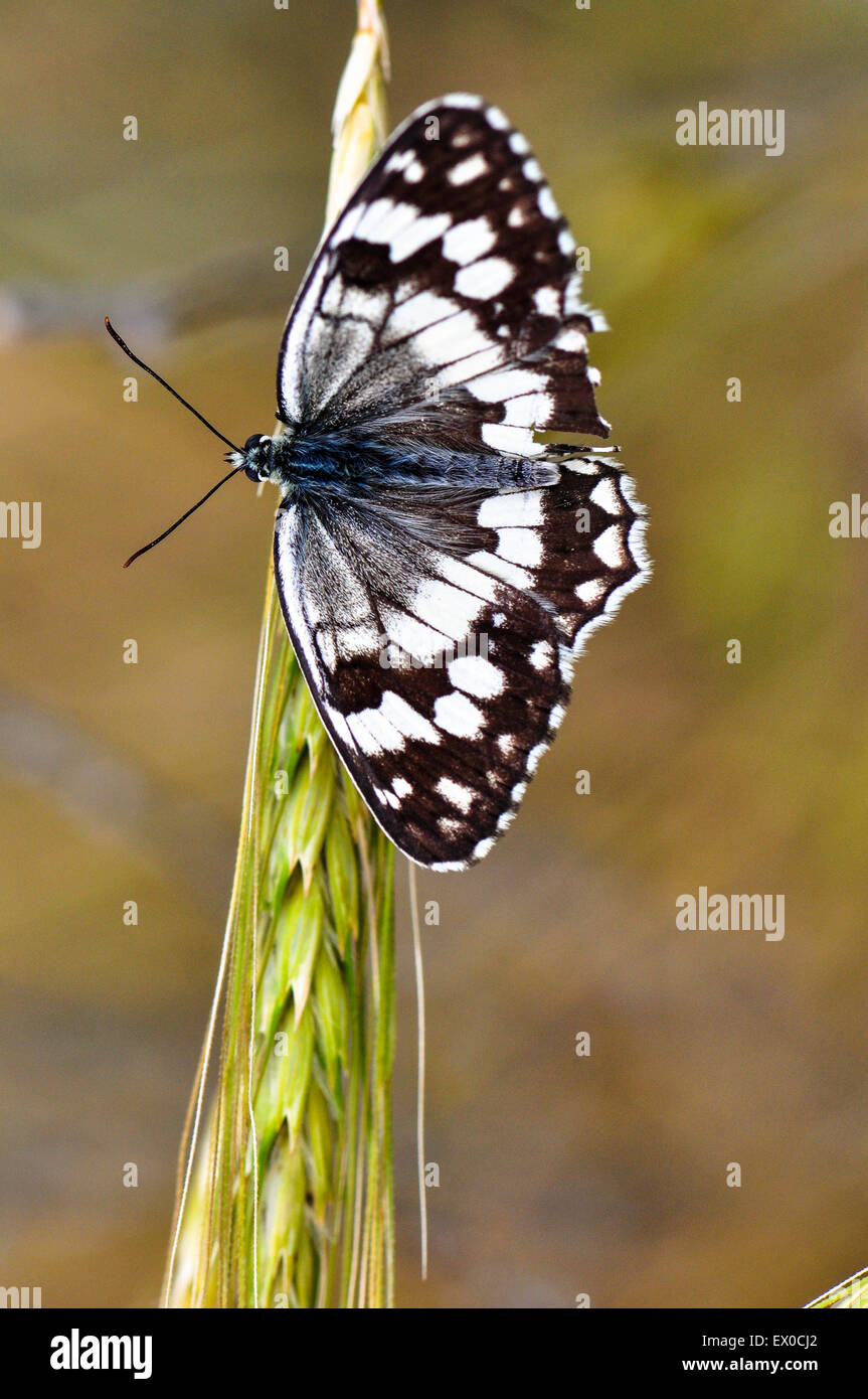 Photo of butterfly hi-res stock photography and images - Alamy