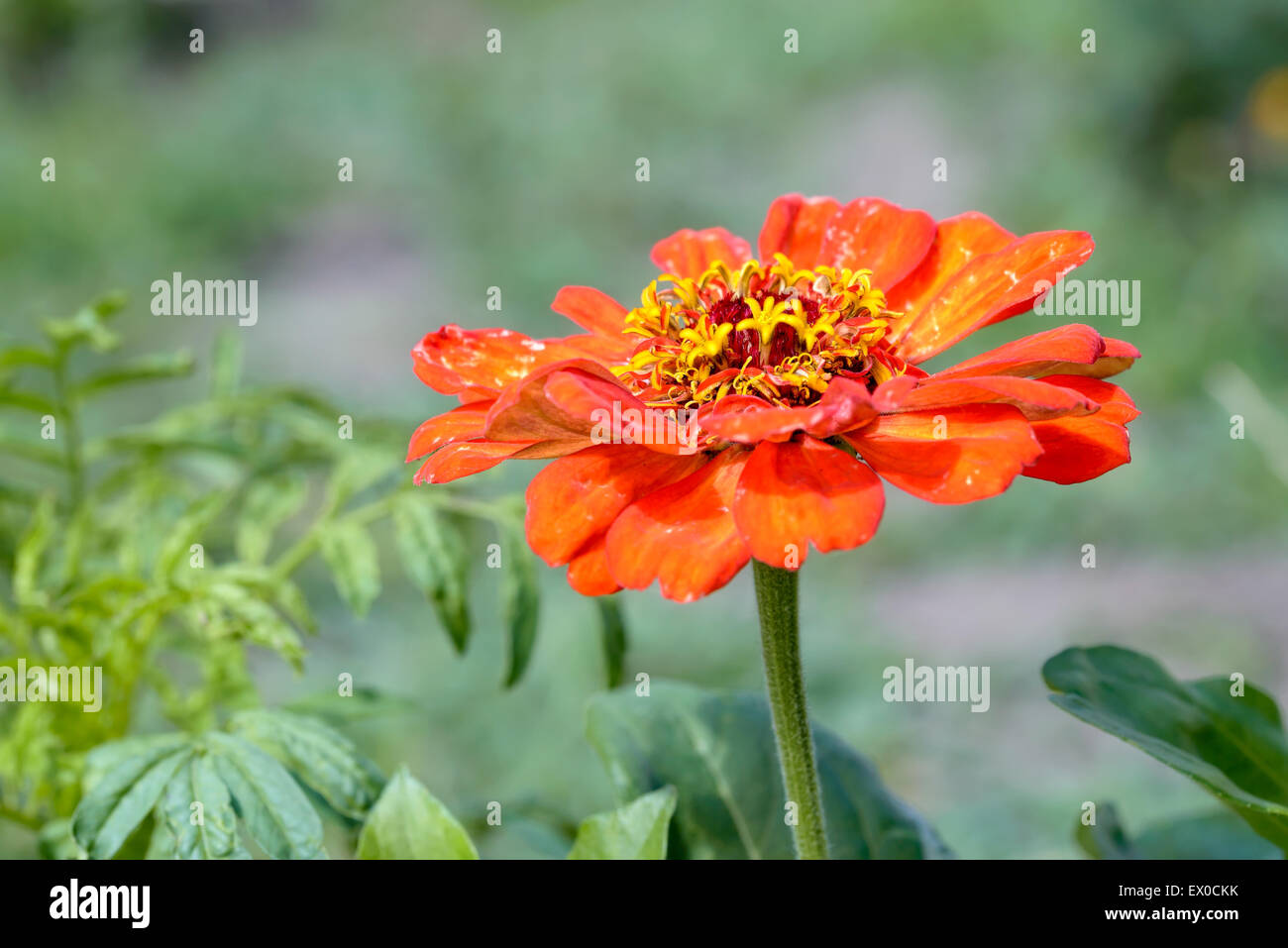A single red Zinnia flower in a garden under the warm summer sun Stock ...