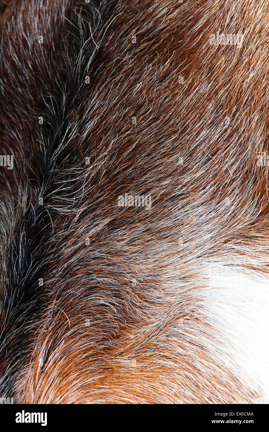 Goat hair texture hi-res stock photography and images - Alamy