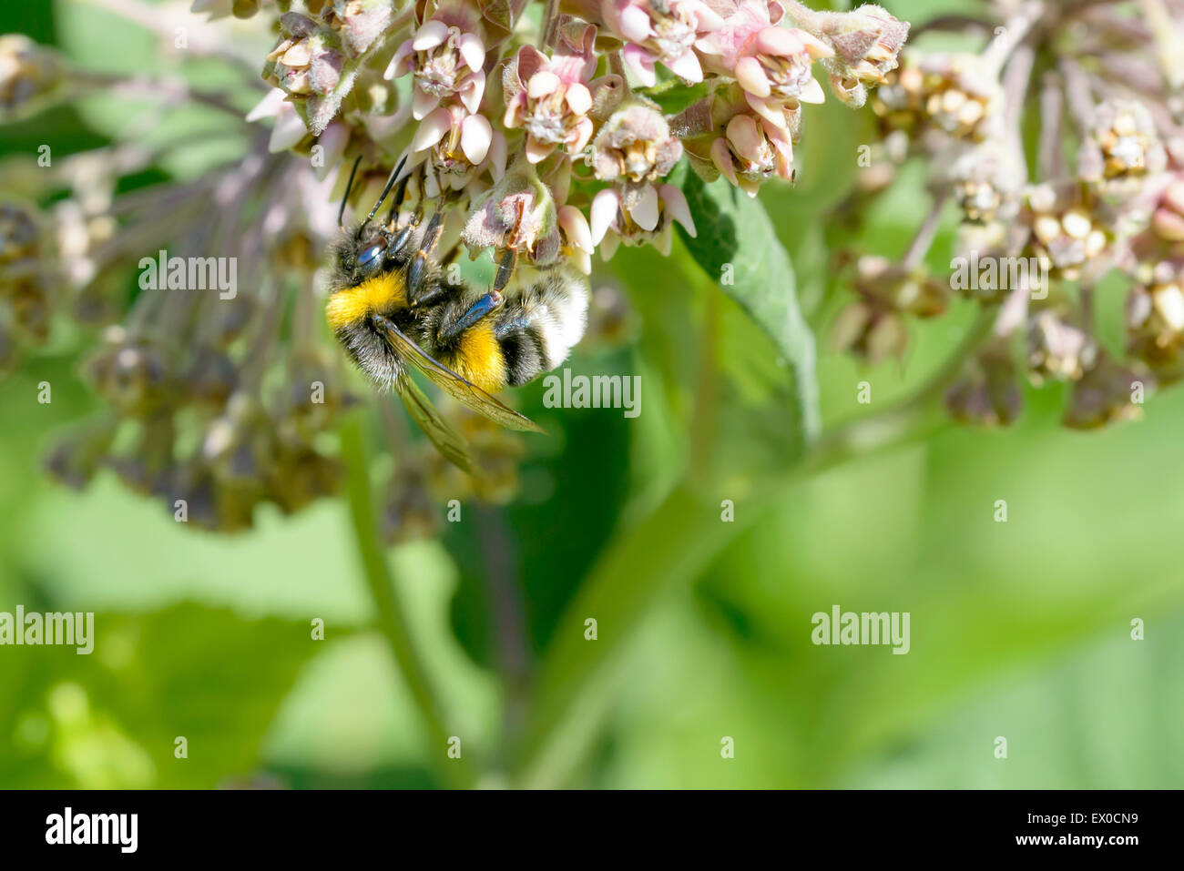 A wild wet bee gathering pollen on a pink clover flower Stock Photo - Alamy